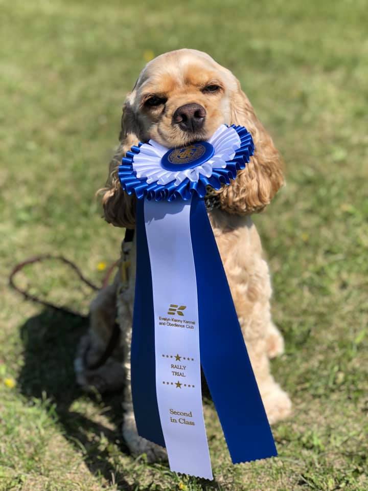 Topdog Training Academy