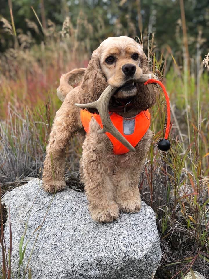 Topdog Training Academy