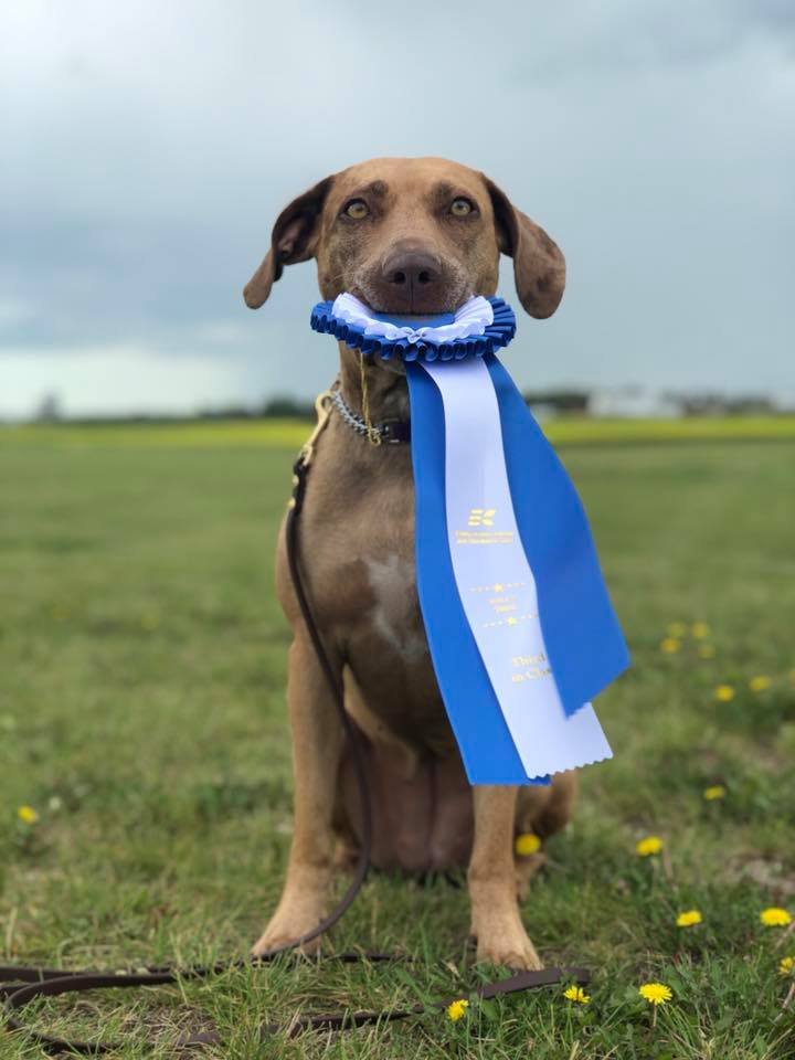 Topdog Training Academy