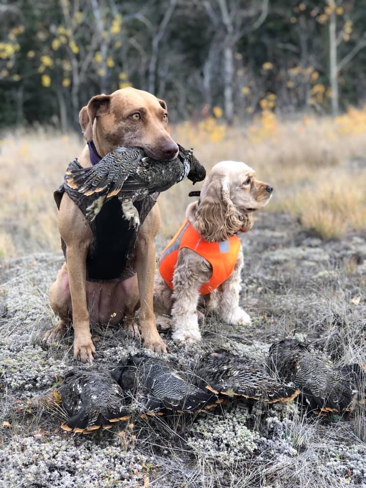 Topdog Training Academy