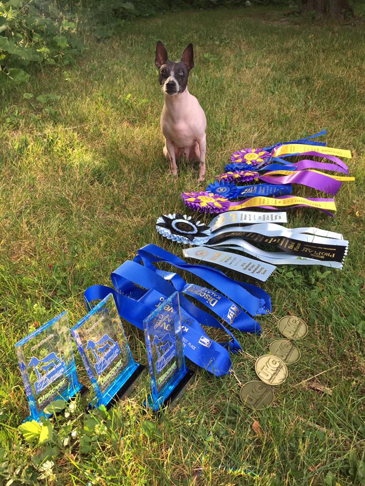 Topdog Training Academy